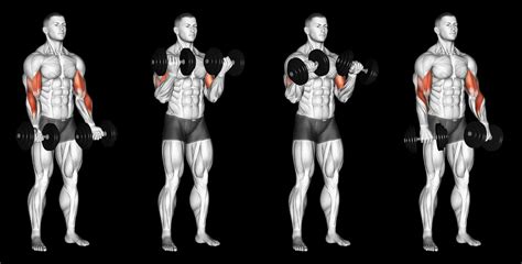 Dumbbell Zottman Curl Guide Muscles Worked Tips Athlemove