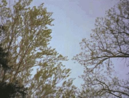 Swaying Trees Gif