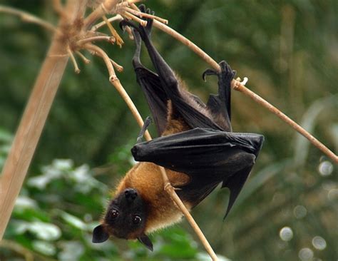 University Of Oxford Launches First In Human Trial Of The Chadox1