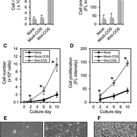 wnt 10b promotes proliferation of primary dp cells a the