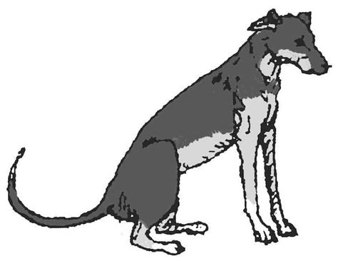 Gurindji Dictionary Mammals