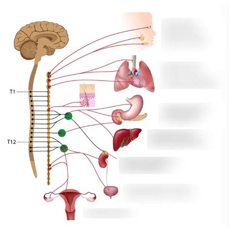 Sympathetic Division Diagram Quizlet