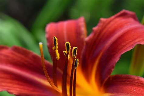 Close Up Photography Nature