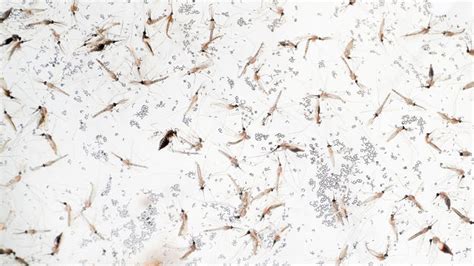 Congos Health Ministry Says Unknown Disease Is Severe Malaria