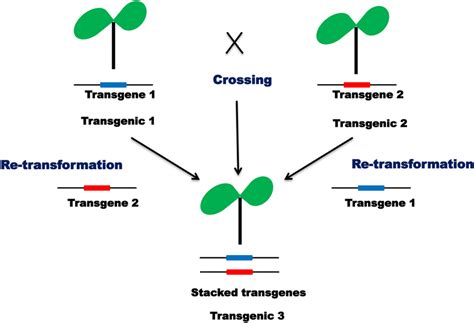Diagrammatic Representation Of Crossing And Re Transformation Based