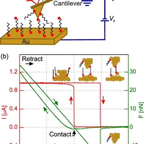 A Schematic Drawing Of The C Afm Setup And Amplifier Both The Sample Download Scientific
