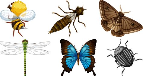 Conjunto De Diferentes Tipos De Insectos 13763804 Vector En Vecteezy
