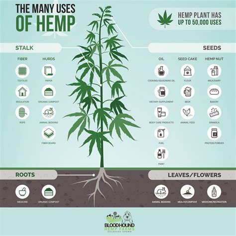 Cancer And CBD The Antitumor Activity Of Plant Derived Non Psychoactive Cannabinoids