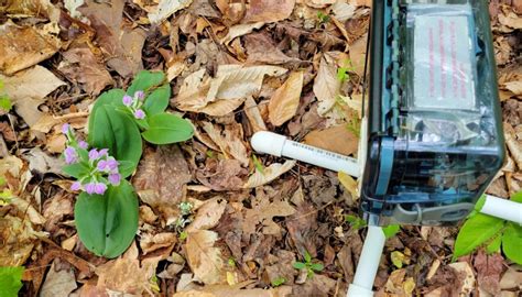 Orchid Pollinator Diversity Smithsonian Environmental Research Center