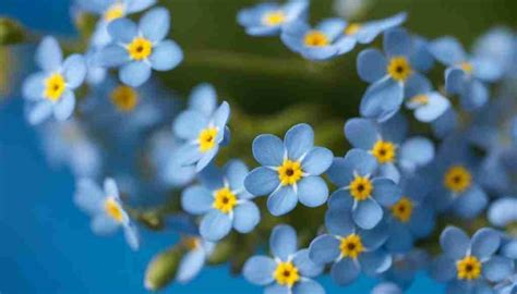 Alaska State Flower Forget Me Not Meaning And Symbolism