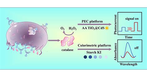 Photoelectrochemicalcolorimetric Dual Mode Specific Detection Of