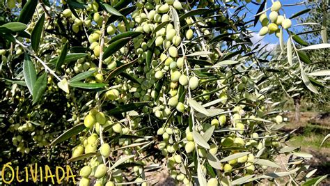 Can You Eat Raw Olives Insights From An Olive Tree Grower