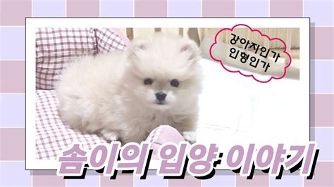 인형인가 평생 같이 살 아기 강아지 입양했어요 솜이일기 Ep 1 3개월 포메라니안 아기강아지 솜이일기 포메라니안