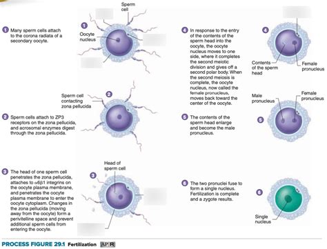 Natural Fertilization Diagram Quizlet