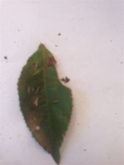 Deteksi Daun Object Detection Model By Projek Kecerdasan Buatan