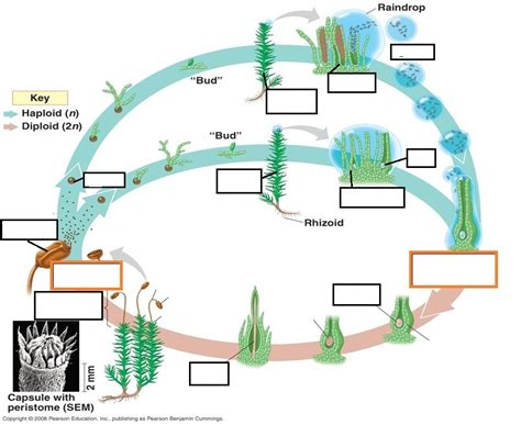 Bryophyte Moss Life Cycle Diagram Diagram Quizlet