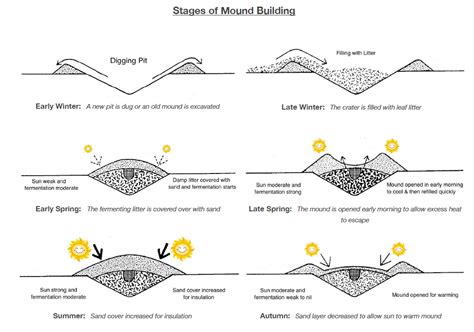 Mound Building Of The Malleefowl Australian Birds Word Search Puzzle