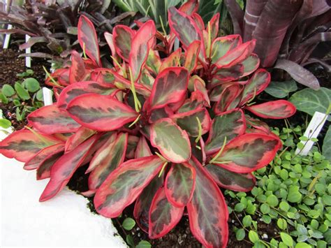 Peperomia Clusiifolia Variegata Jelly Ginny Or Tricolor Peperomia