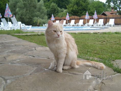 Къща за гости При братята под наем в село Орешак Ловеч Vilibg