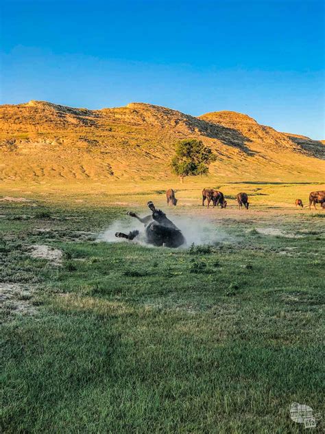 Theodore Roosevelt National Park