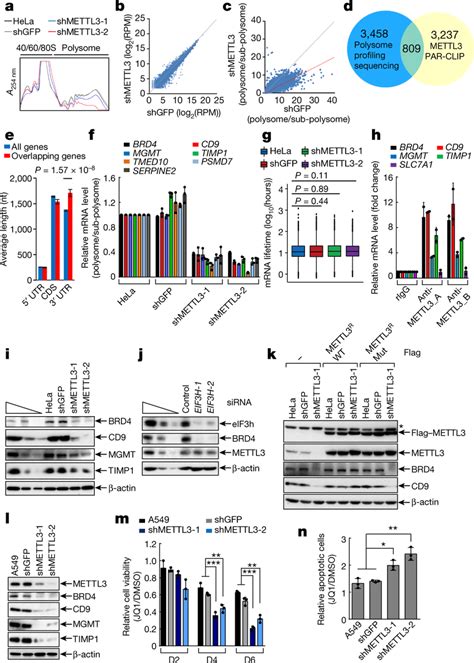 Mettl3 Promotes Translation Of A Large Subset Of Mrnas A Polysome