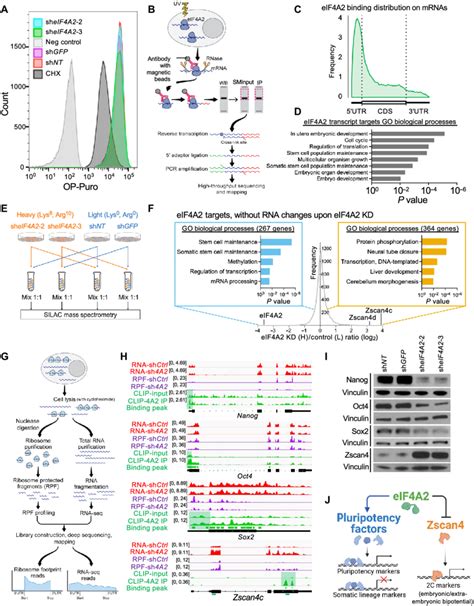 eif4a2 acts as both a translation activator and repressor of specific