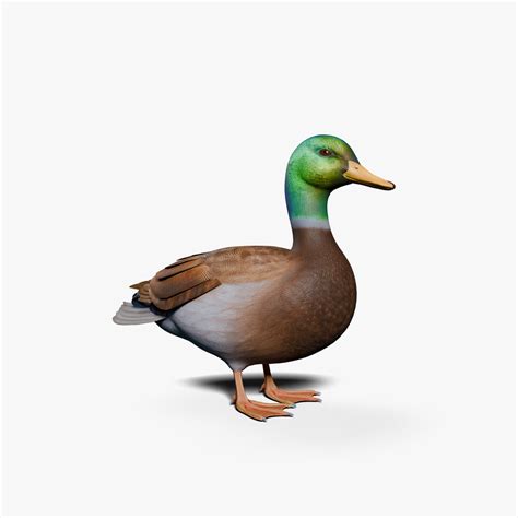 Duck 3d Model Model Turbosquid 2338927