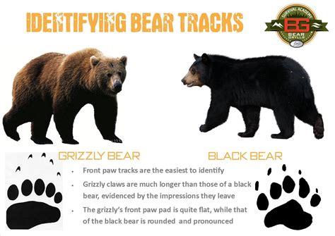 Discover The Secrets Of Bear Tracks In The Wild