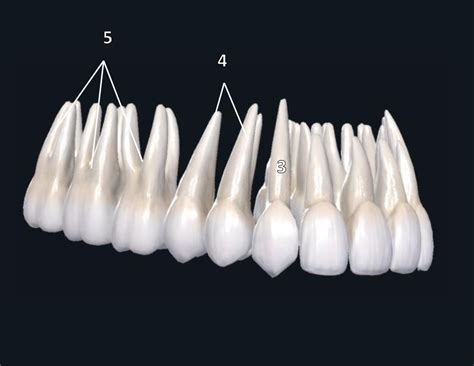 Types Of Teeth Diagram Quizlet