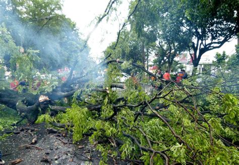 Tree Collapsed Editorial Image Image Of Trees City