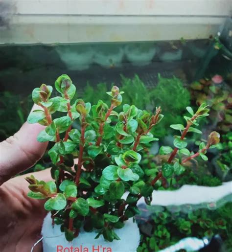Rotala H'ra