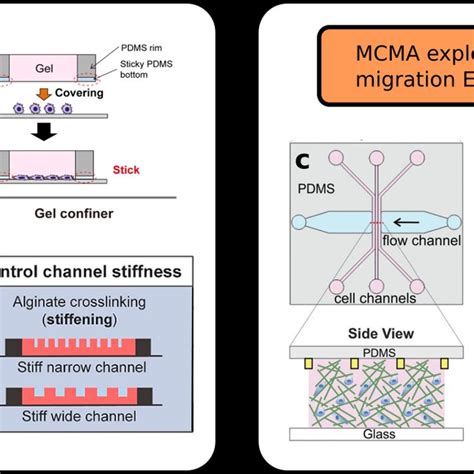 Examples Of Microfluidic Migration Assays Realized With Hydrogels A