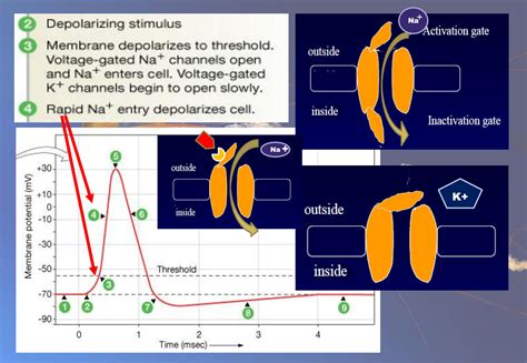 Solution Physiology04 Action Potential Propagation Studypool