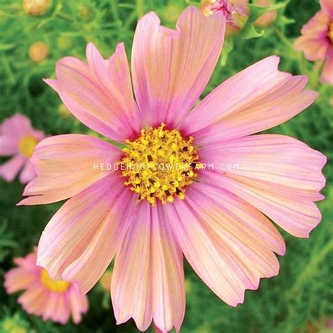 Cosmos Apricot Lemonade Seeds Dainty Pink And Yellow Flowers Cut