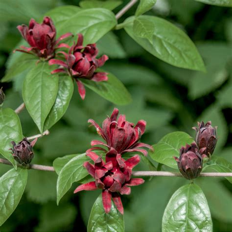 Sweetshrub Carolina Allspice Usda Zones 4 9 2 3 Foot Fragrant