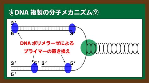 「高校生物教科書解説」dnaの構造と複製のしくみをわかりやすく解説｜高校生物の学び舎