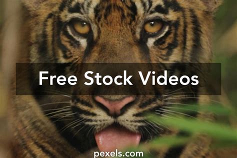 Nippydrive Mp4 Free Videos Download The Best Free 4k Stock Video Footage And Nippydrive Mp4 Free