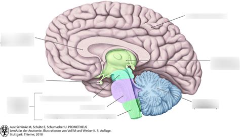 Schaubild „hirnstamm Und Kleinhirn“ Quizlet