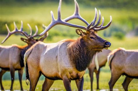 Deer Vs Elk The Differences May Be Surprising To You Deerseason Org