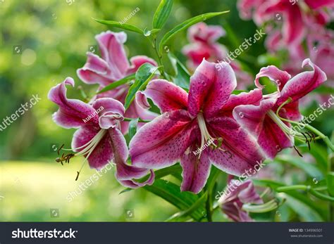 Lily Stargazer Images Stock Photos Vectors Shutterstock