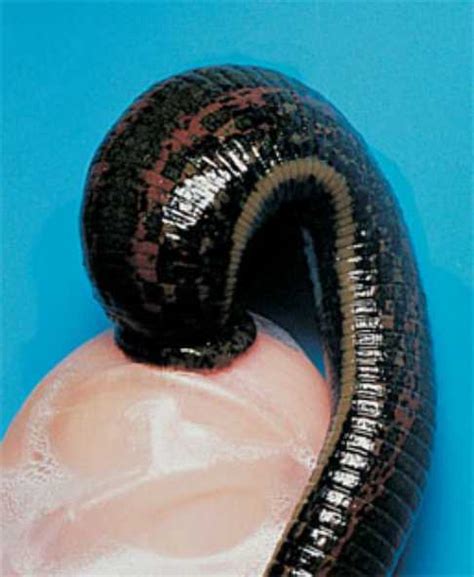 Hirudinea Leech Anatomy