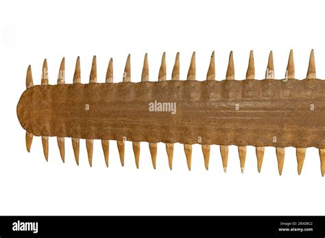 A Rostrum Of The Smalltooth Sawfish Isolated On A White Background