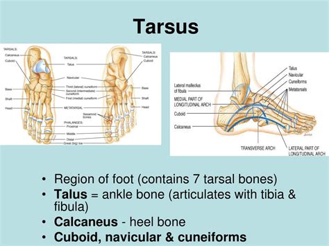 Ppt Skeletal System Powerpoint Presentation Free Download Id 2081038