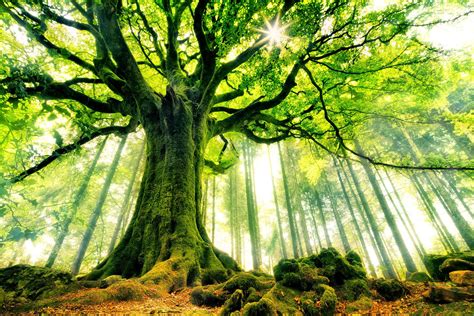 [1400 ] Tree Backgrounds