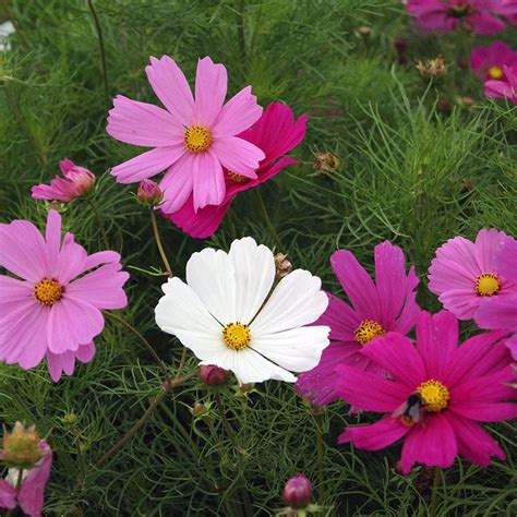Cosmos Bipinnatus Sensation Mix