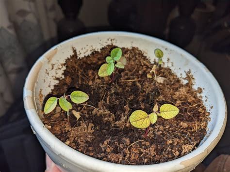 Passion Flower Seedlings Rgardeninguk