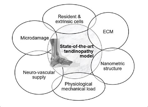 Requirements For The State Of The Art Tendinopathy Model Download Scientific Diagram