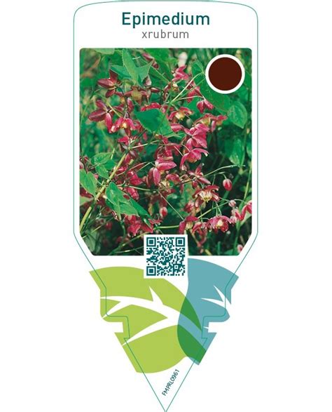 Etiquetas De Epimedium Rubrum