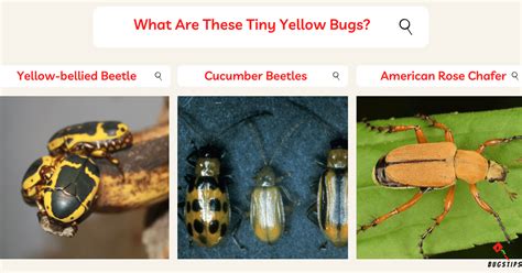 15 Tiny Yellow Bugs A Comprehensive Guide Bugstips