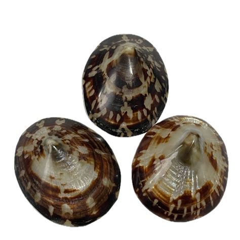 Limpet Natural Polished Shell Seashell Story Kaikoura